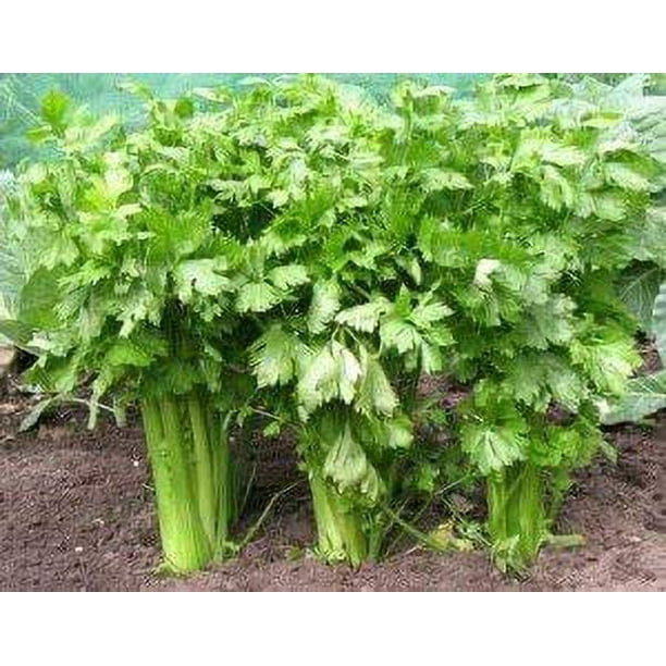 Celery Tall Utah 52-70 Improved Seeds, 2000+ Heirloom Seeds Per Packet ...
