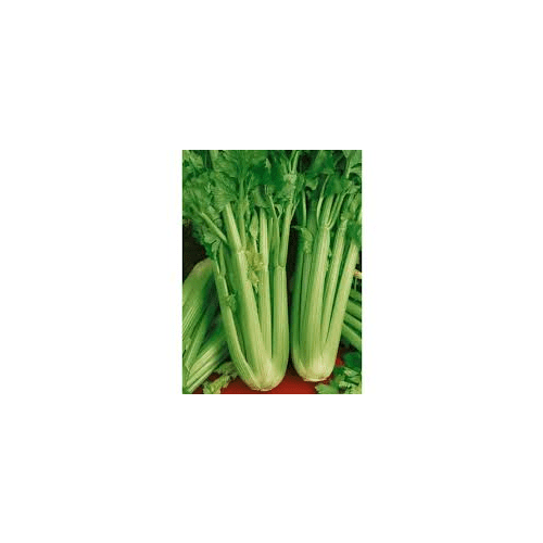 Celery Tall Utah Great Heirloom Vegetable ~ Bulk Wholesale 1 LB Seeds ...