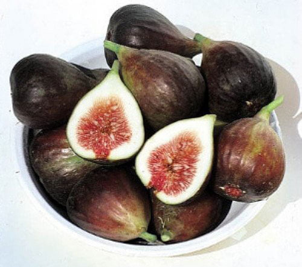 Celeste Fig Plant - Honey Fig/Blue Celeste Fig/Malta Fig/Sugar Fig ...
