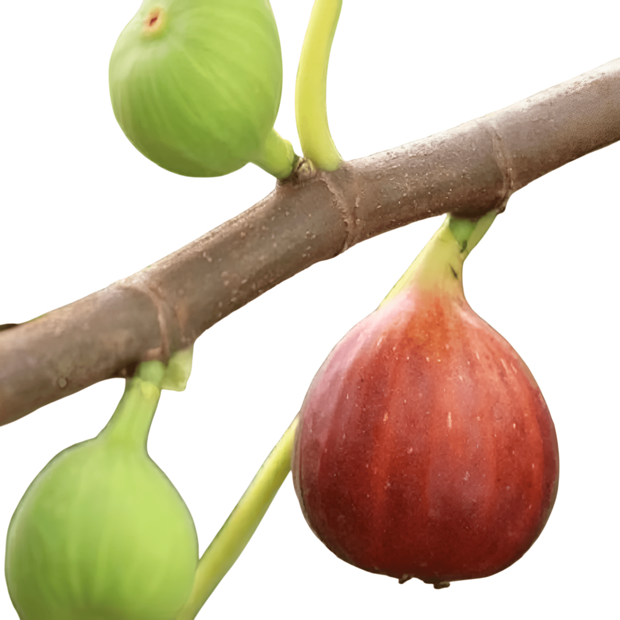 Celeste Fig Tree – 2 Gallon Bareroot Plants, Set of 2, Sweet “Sugar Fig ...
