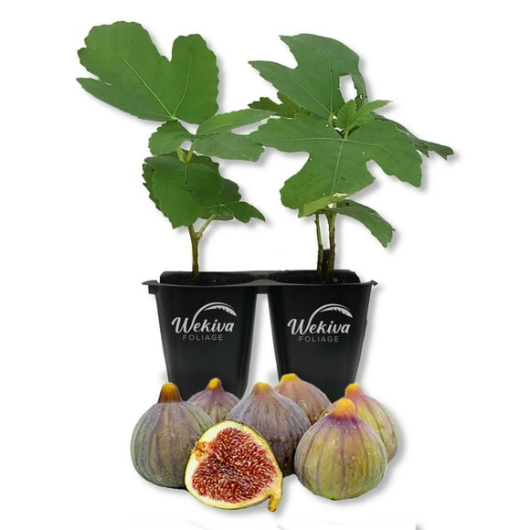Fig Trees