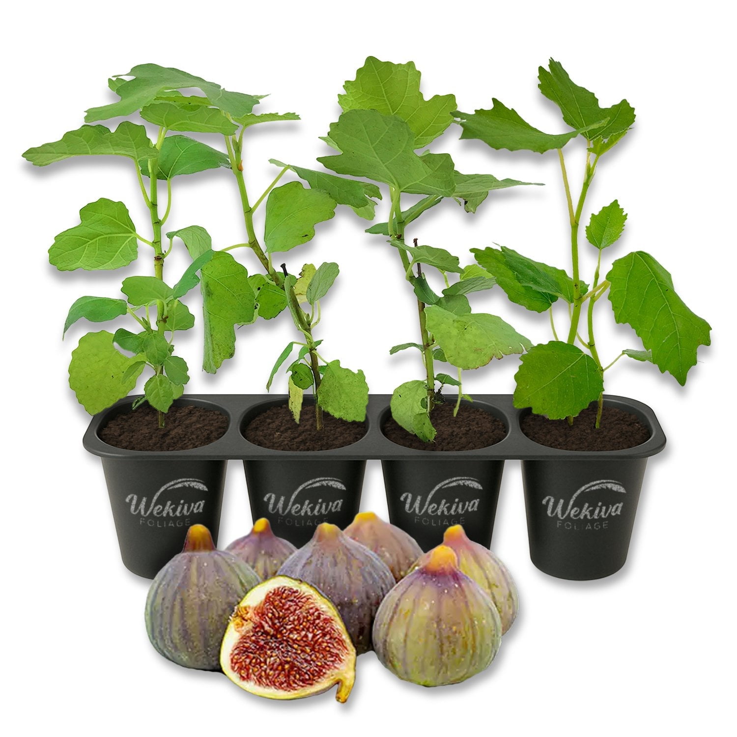 Celeste Fig Tree - 4 Live Starter Plants - Ficus Carica - Edible Fruit ...