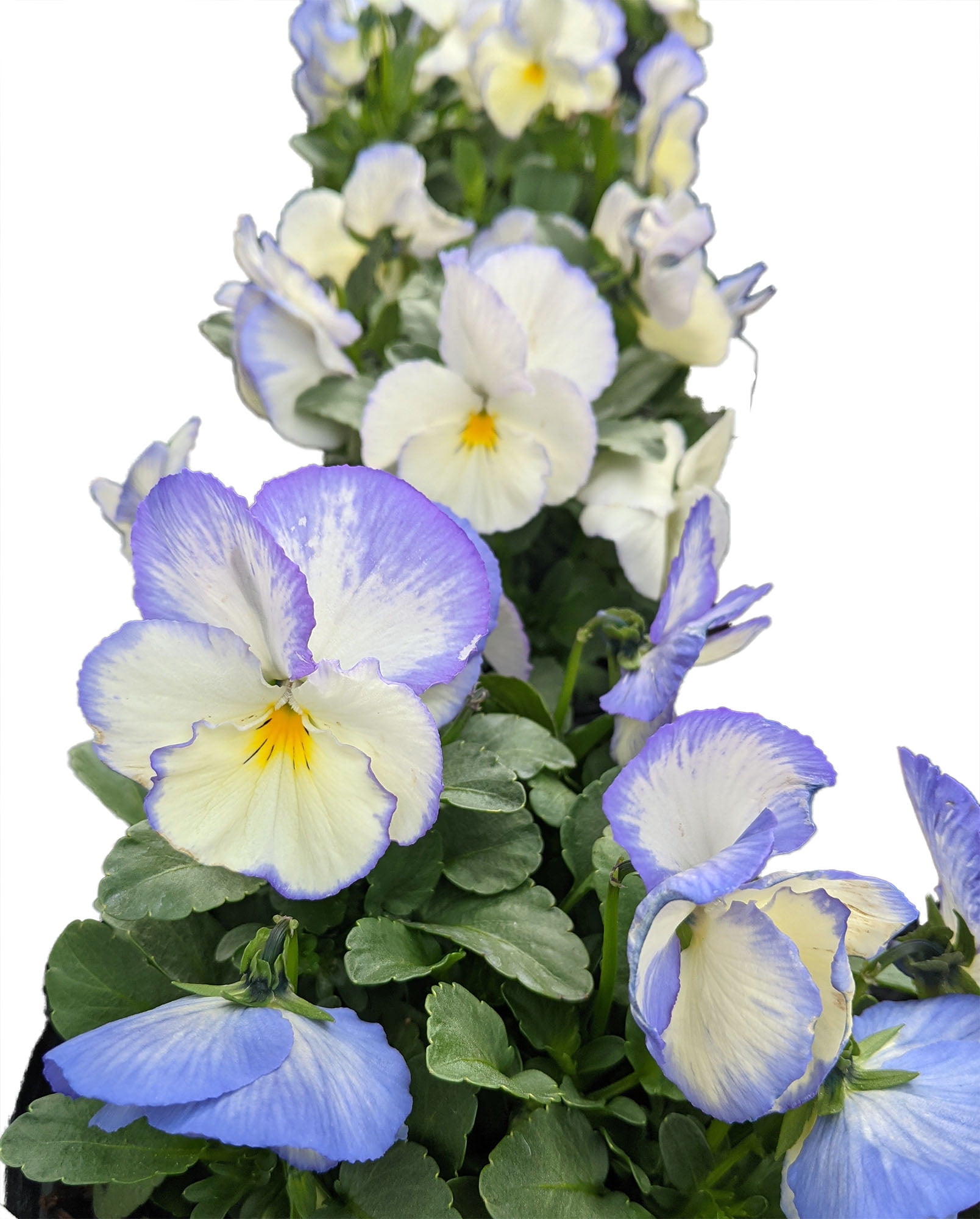 Celestial™ Blue Moon Hardy Violet - Viola - Shade - Live Plant - Gallon ...