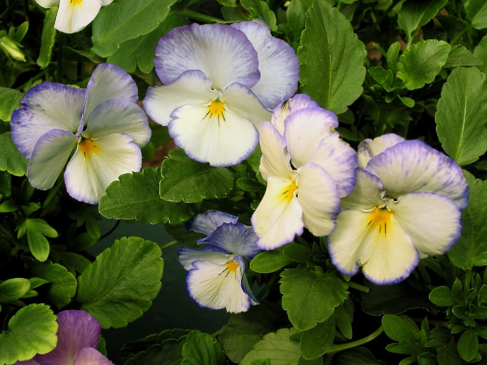 Celestial™ Blue Moon Hardy Violet - Viola - Shade - Live Plant - Quart ...