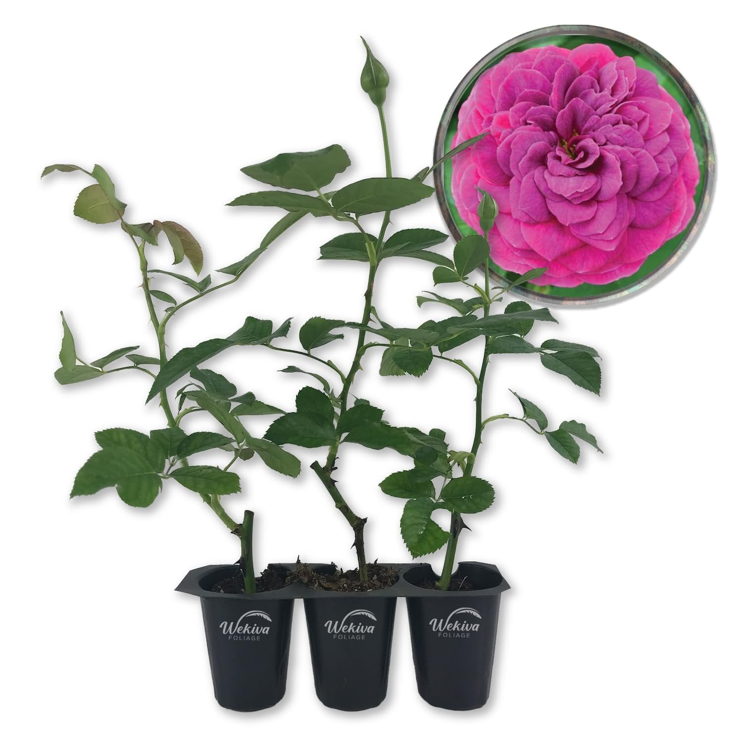 Celestial Night Rose Bush - 3 Live Starter Plants in 2 Inch Pots ...