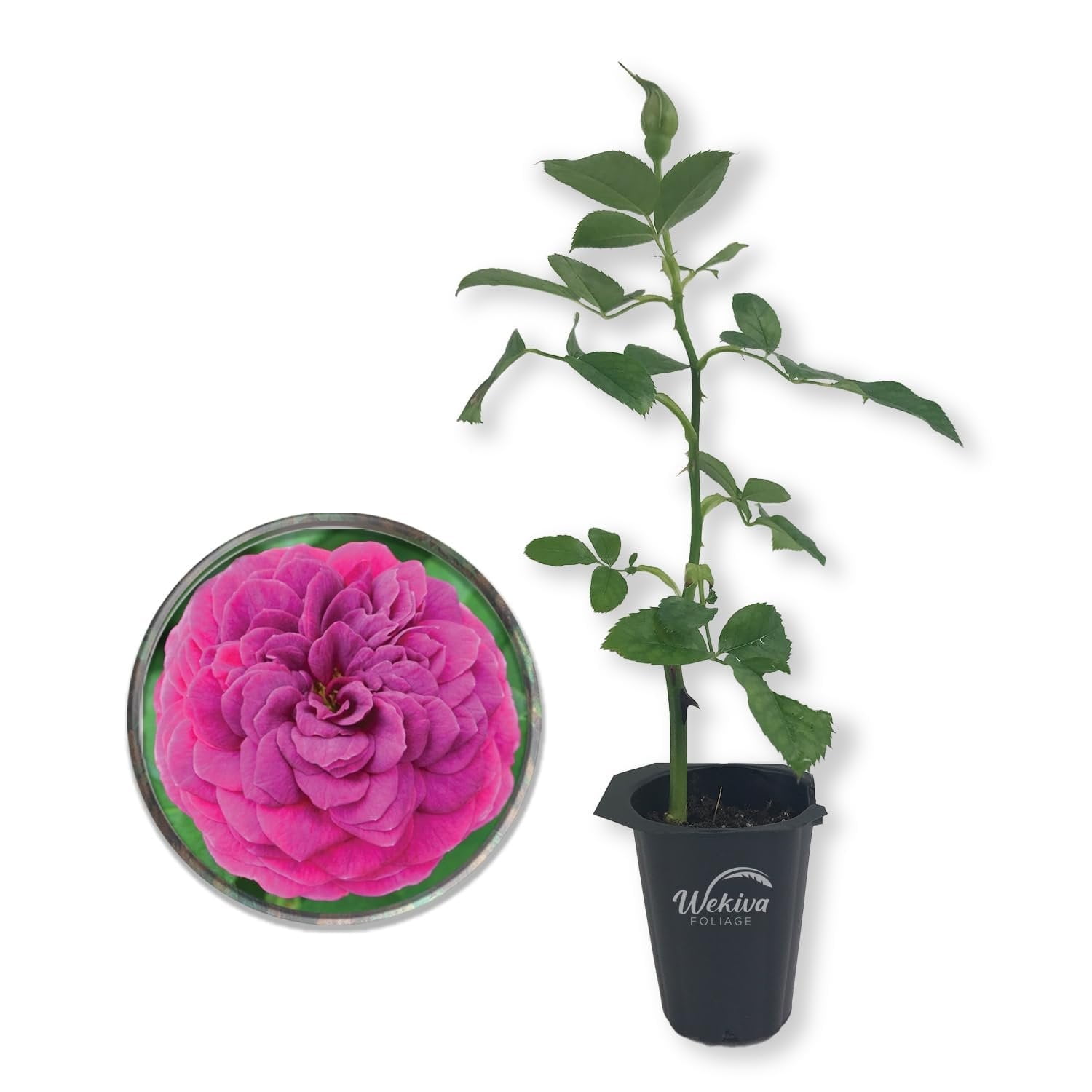 Celestial Night Rose Bush - Live Starter Plant in a 2 Inch Pot ...