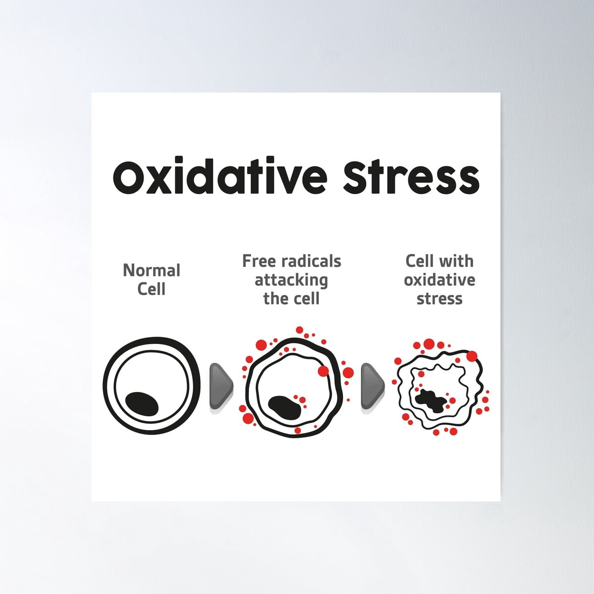 Cell Anatomy Undergoing Oxidative Stress, Biology. Ideal For ...