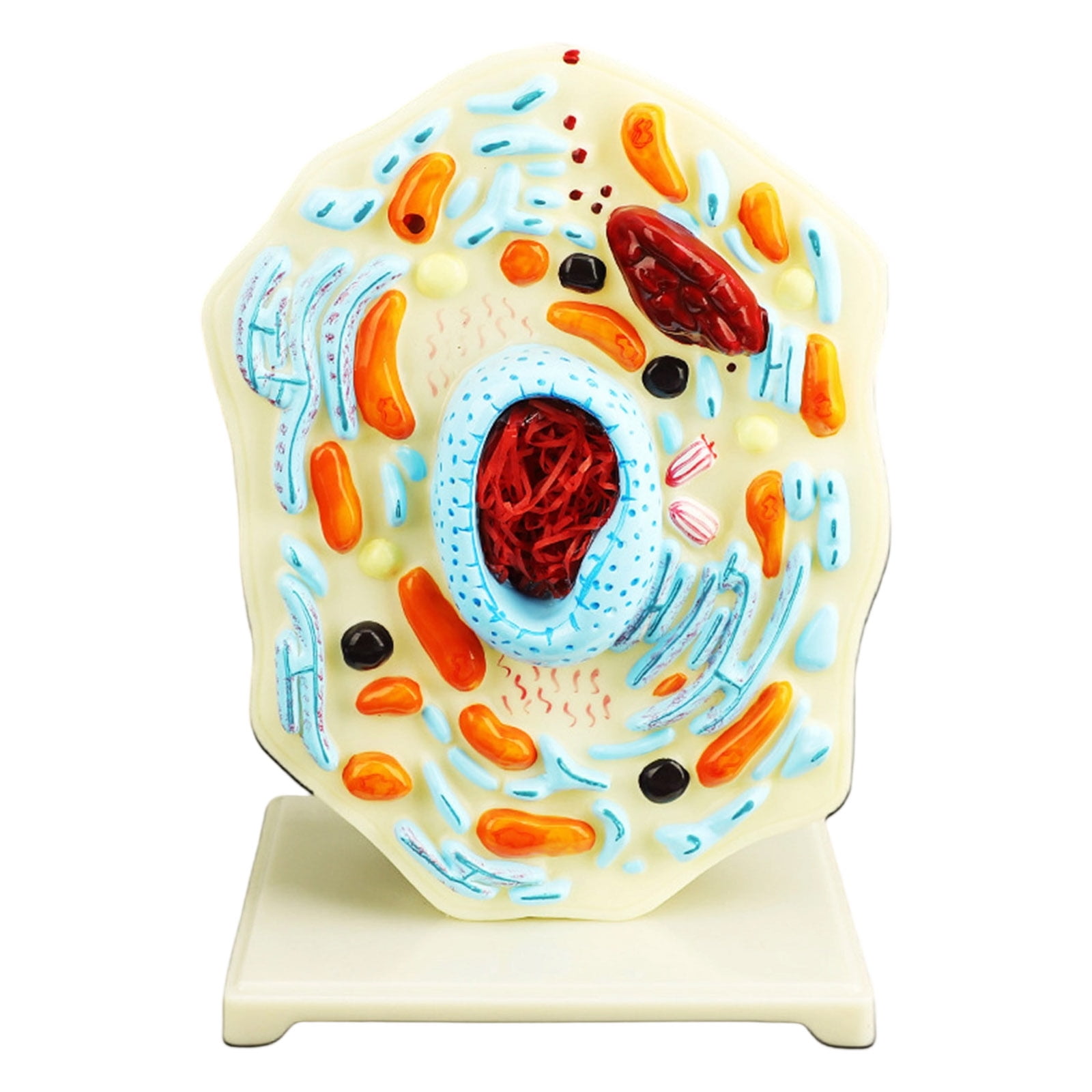 Cell Model Cell Anatomy Model Endoplasmic Reticulum Biology Science ...