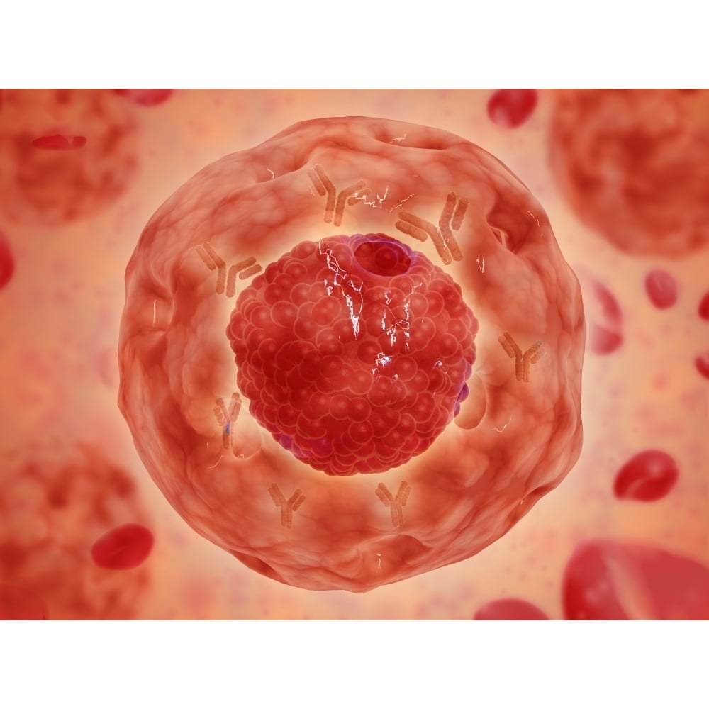 Cell nucleus with chromosome Poster Print - Walmart.com