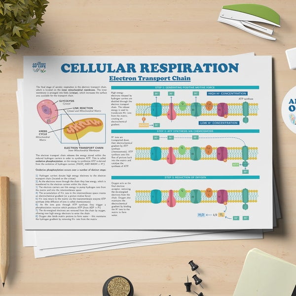 Cellular Respiration Poster: Electron Transport Chain Diagram (PDF ...