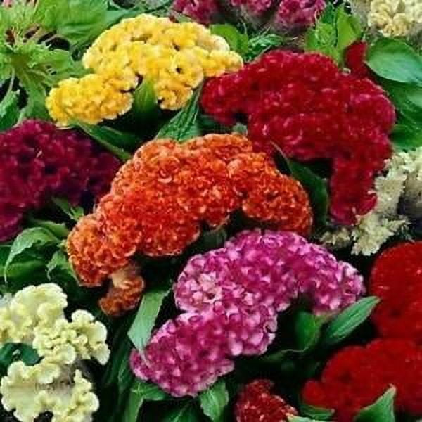 Celosia CRISTATA Mixed Cockscomb Dried Flowers Cutflowers Non-GMO 500 ...