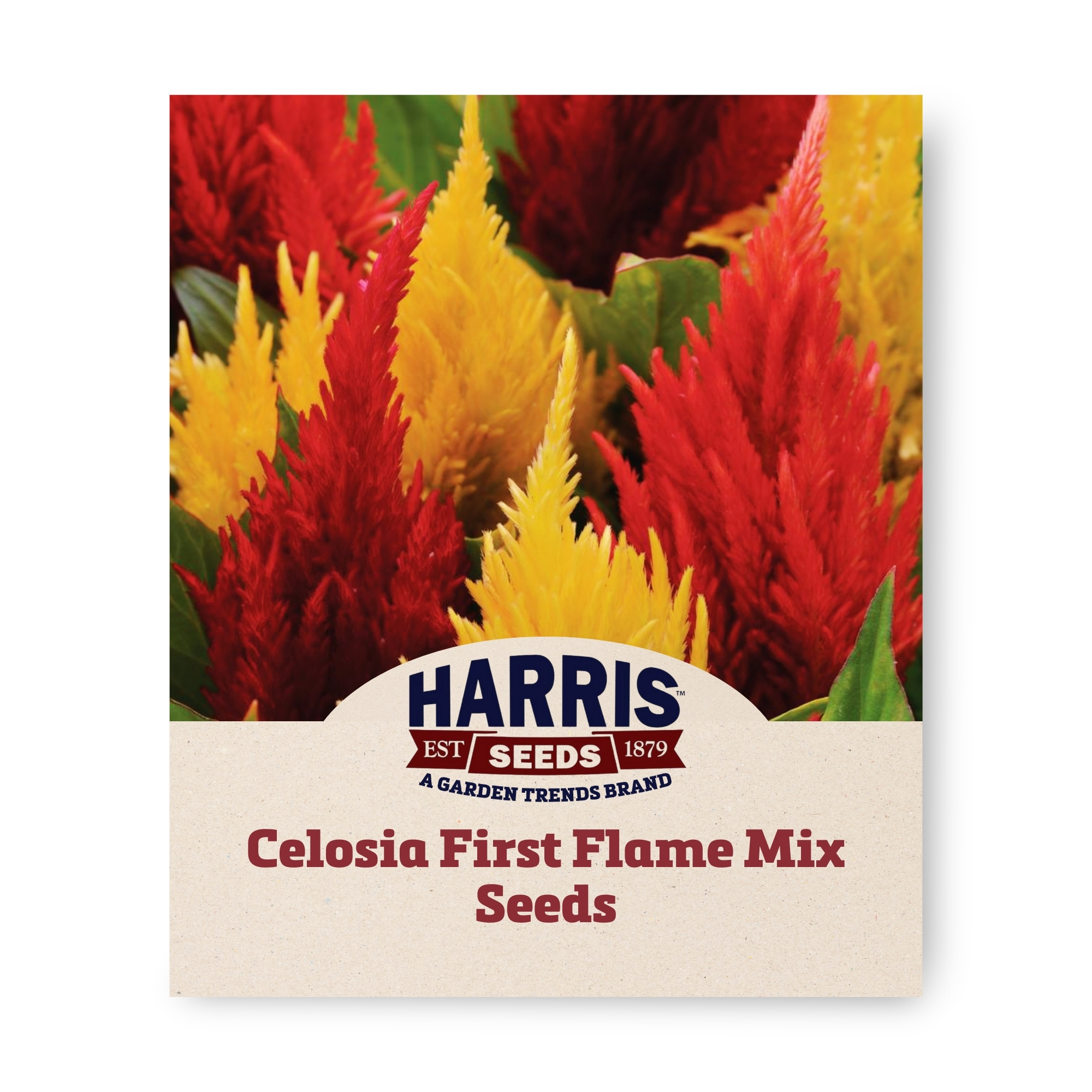 Harris Seeds - Celosia First Flame Mix Seeds - 500 Seeds - Walmart.com