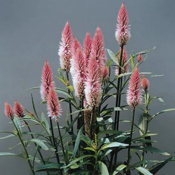 Celosia Flamingo Feather Seed - Walmart.com