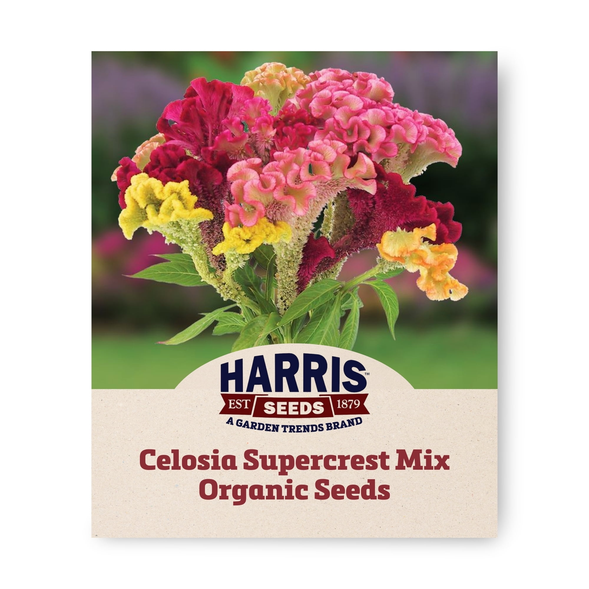 Harris Seeds - Celosia Supercrest Mix Organic Seeds - Fan Shaped ...