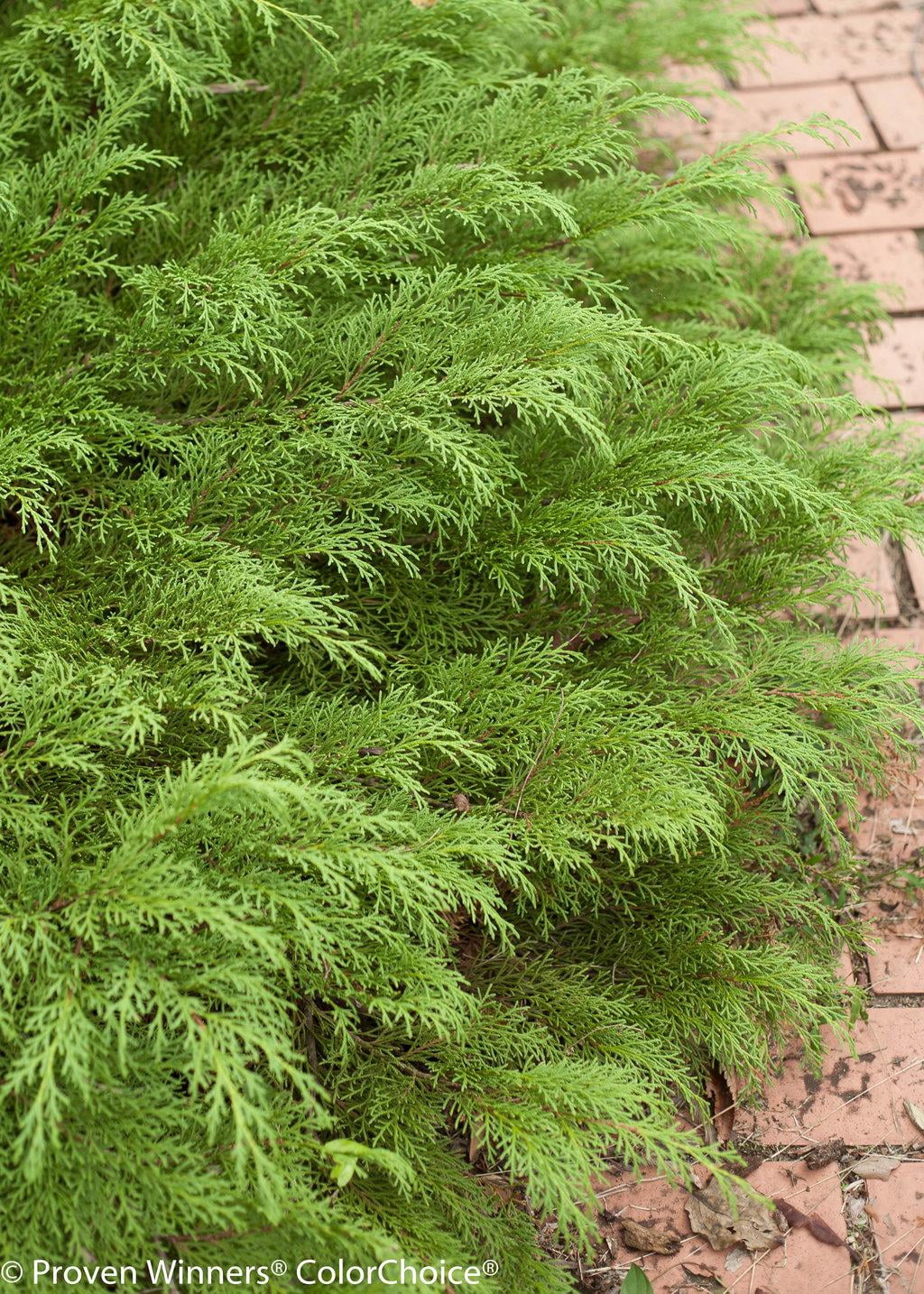 Celtic Pride Russian Cypress-Microbiota decussata-Hardy ground cover ...