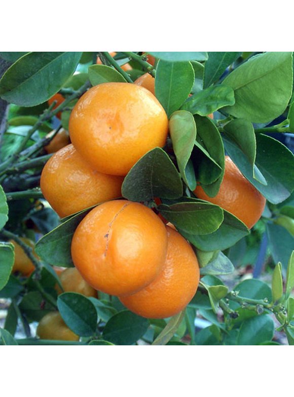 Fruit Trees in Trees - Walmart.com