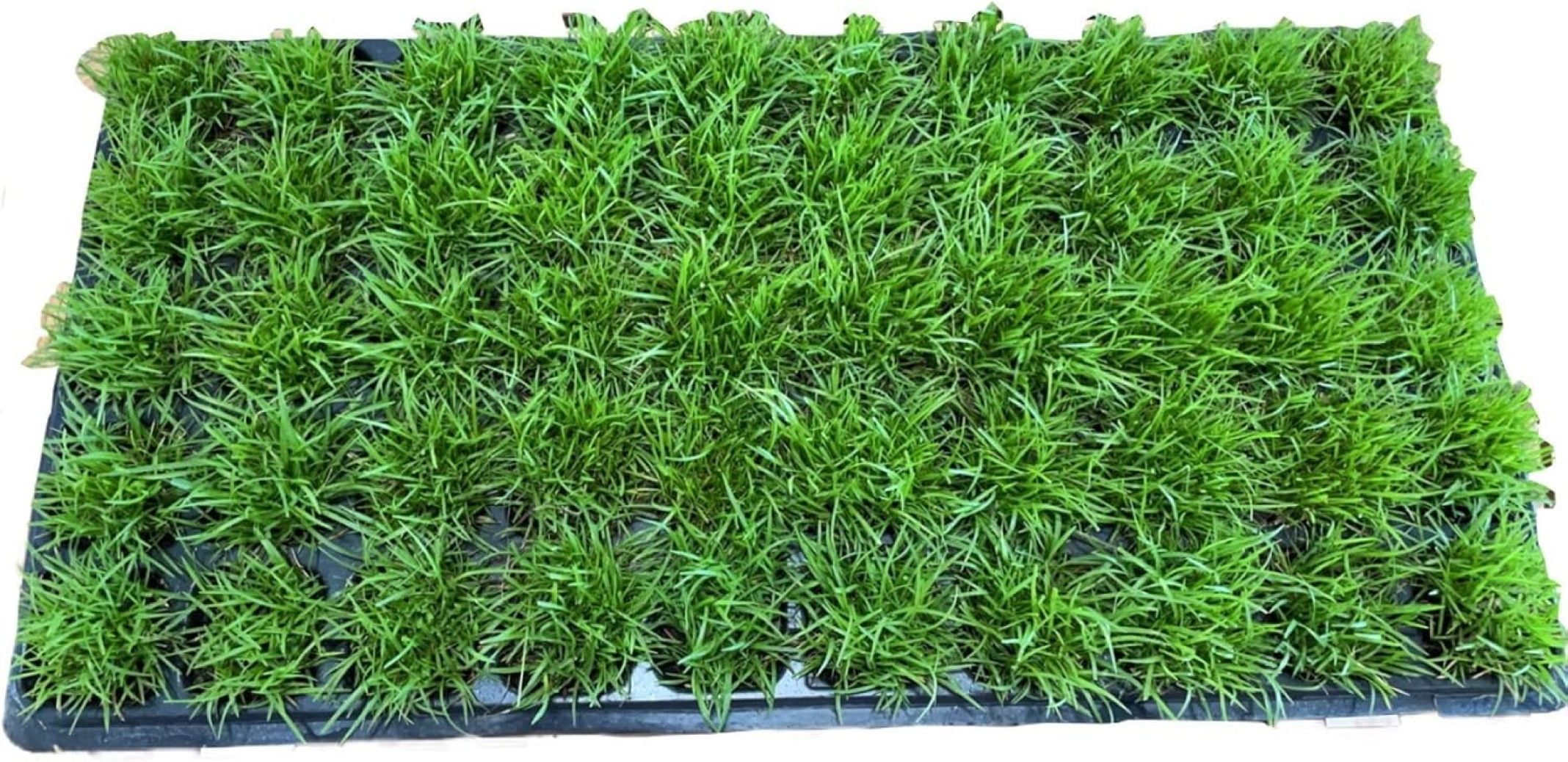 Centipede Grass Plug Tray | EZ Plug 50 Grass Plugs Per Tray - Walmart.com