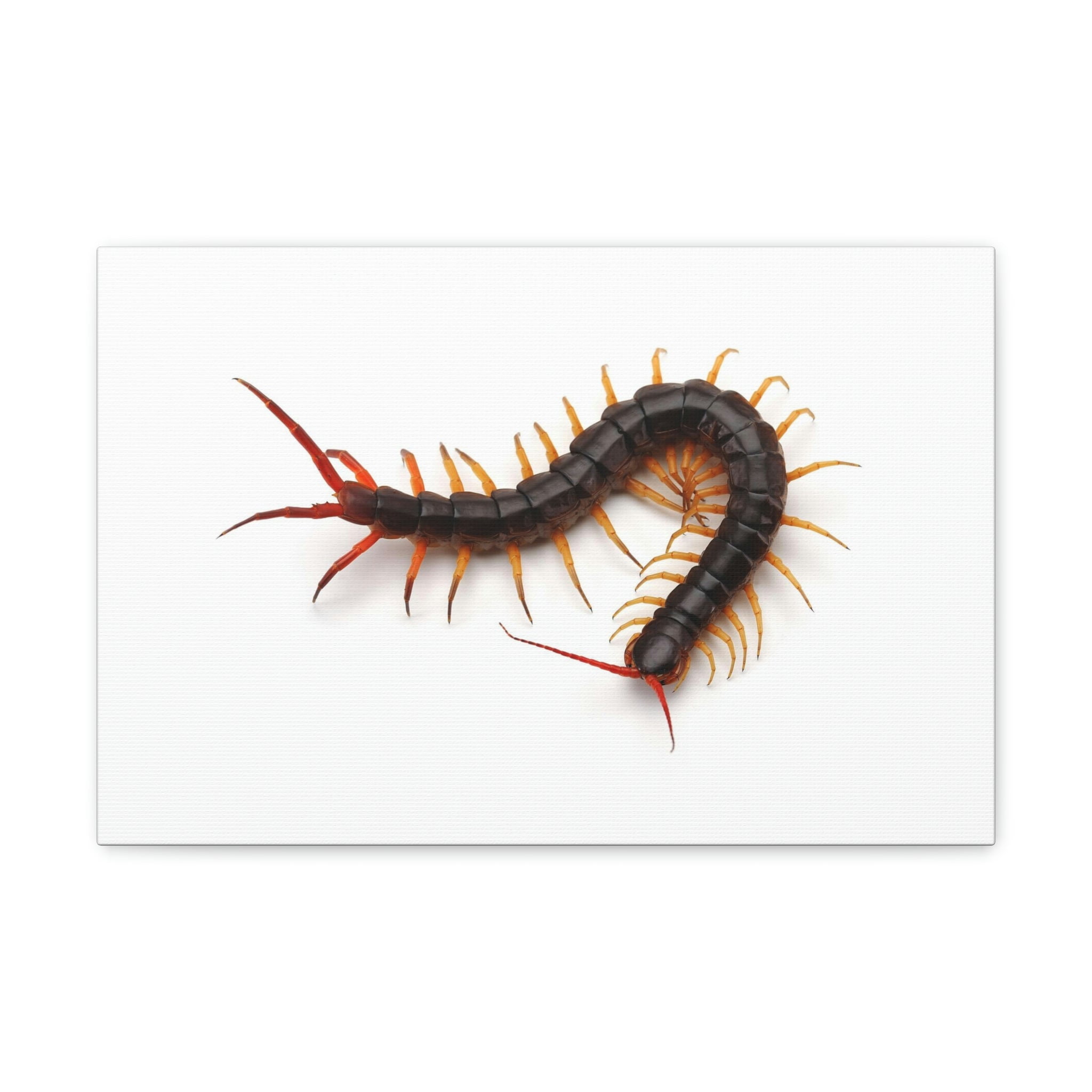 Centipede Hunting Centipede on Hunt Print Animal Wall Art Wildlife ...