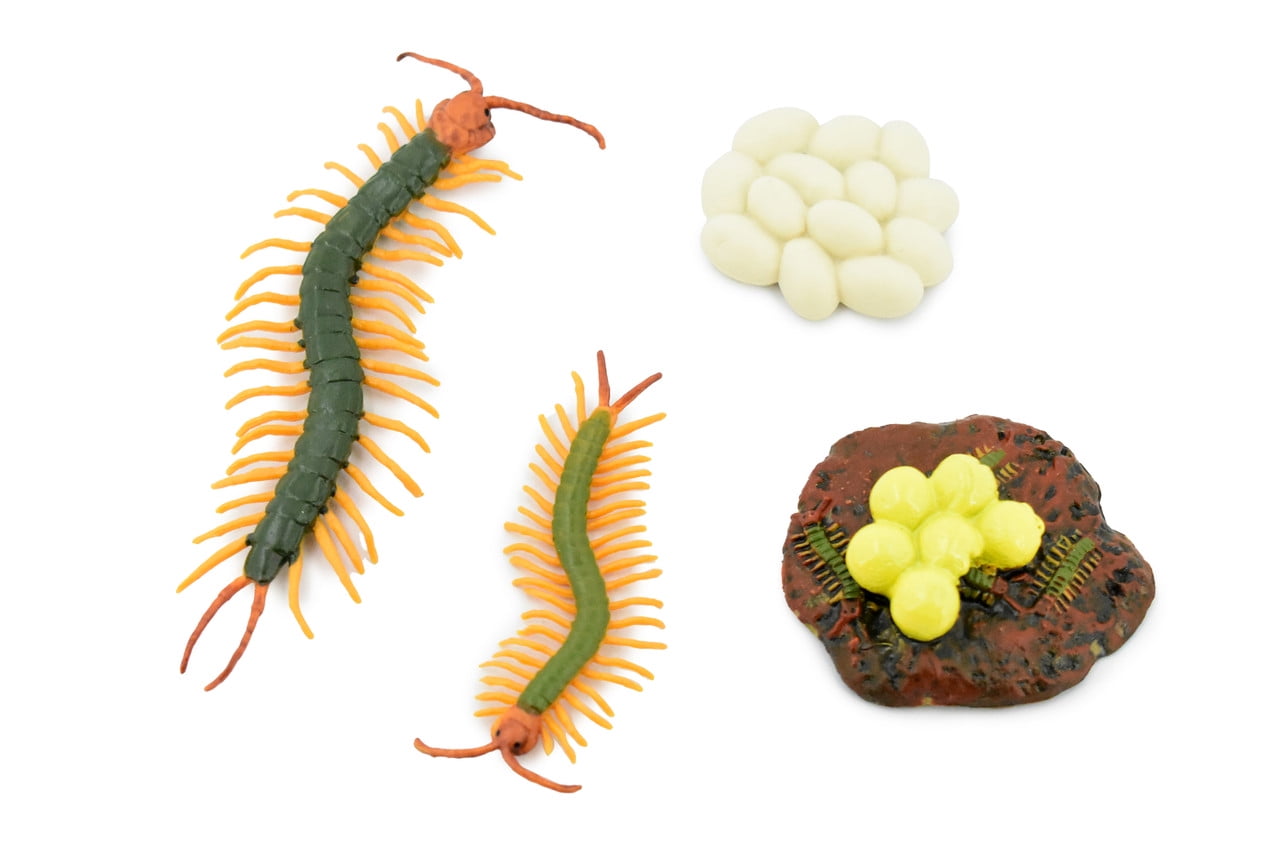 Centipede, Life Cycle of a Centipede, 3 Stages, Museum Quality, Hand ...
