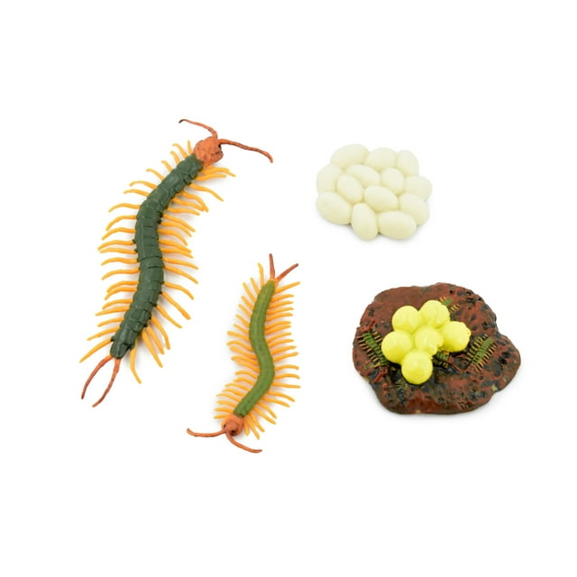 Centipede, Life Cycle of a Centipede, 3 Stages, Museum Quality, Hand ...