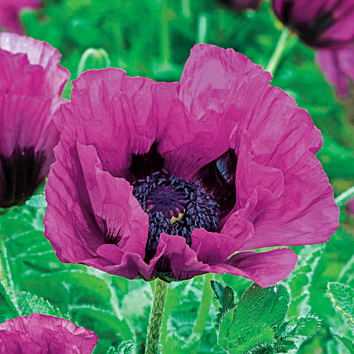 Fragrant Summer Fresh Central Park Red Oriental Poppy, Dormant Bare ...