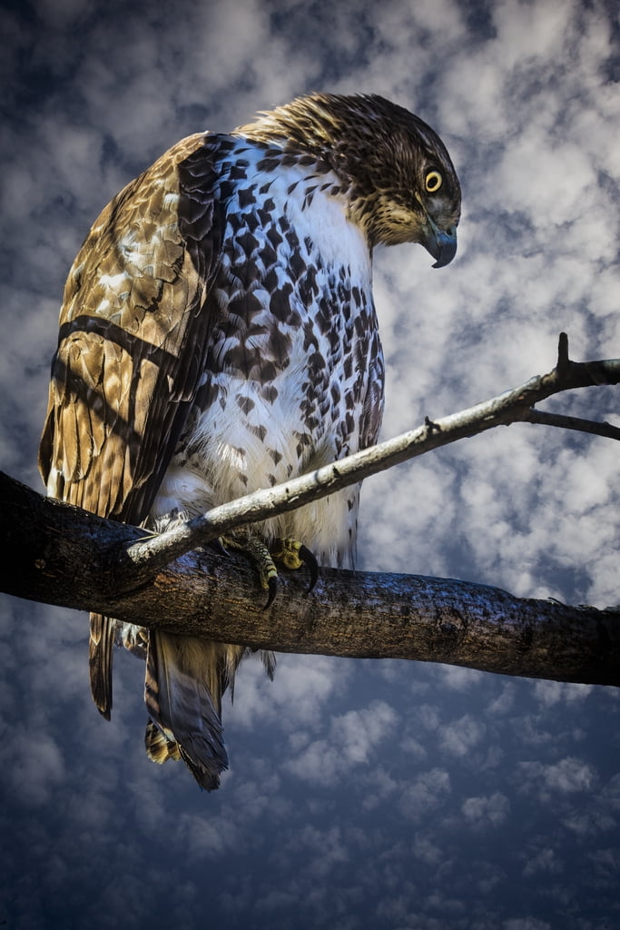 Central Park Red Tail Hawk by Chris Lord Photo Photograph Cool Wall Art ...