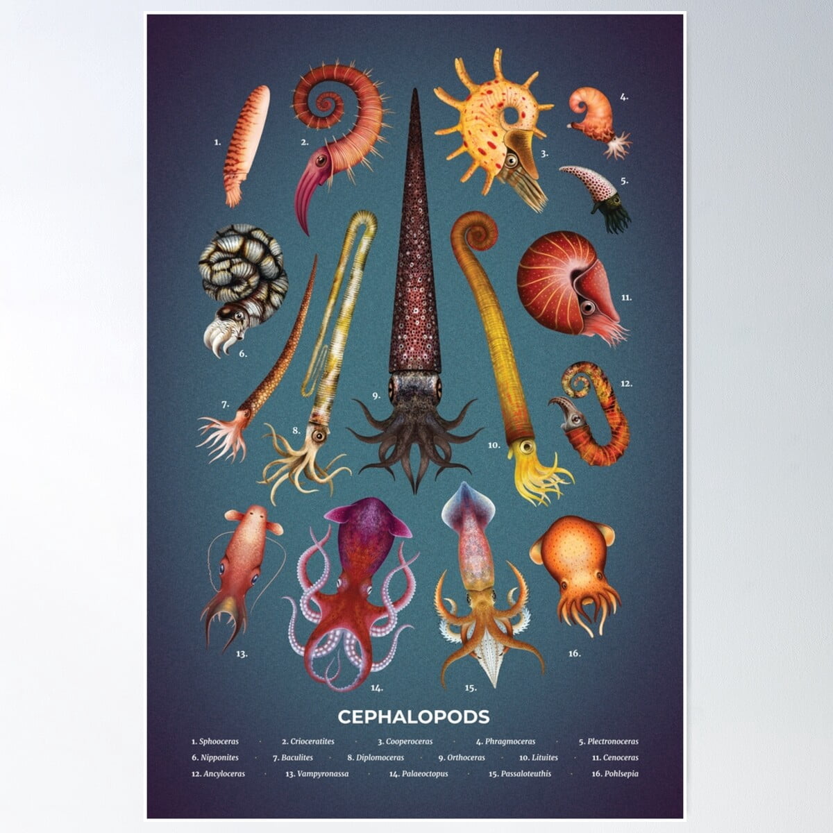 Cephalopods Plate Poster Wall Art Modern Wall Decor For Living Room ...