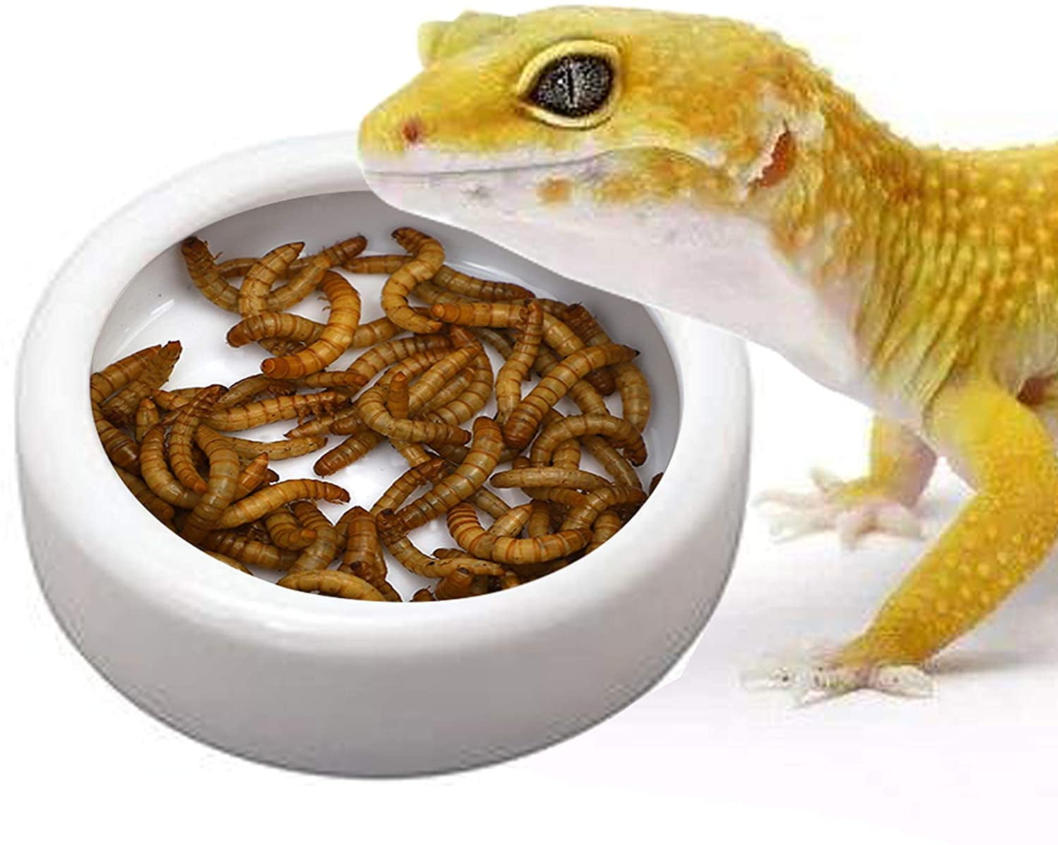 Ceramic Mini Reptile Worm Dish - Lizard Escape Proof Feeding Bowl ...