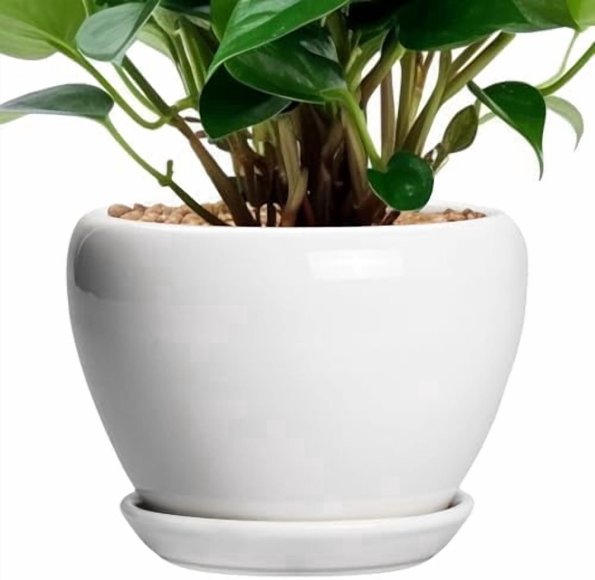 Ceramic Pot for Plants - 6 Inch Plant Pot for Succulent Plants, Glaze ...