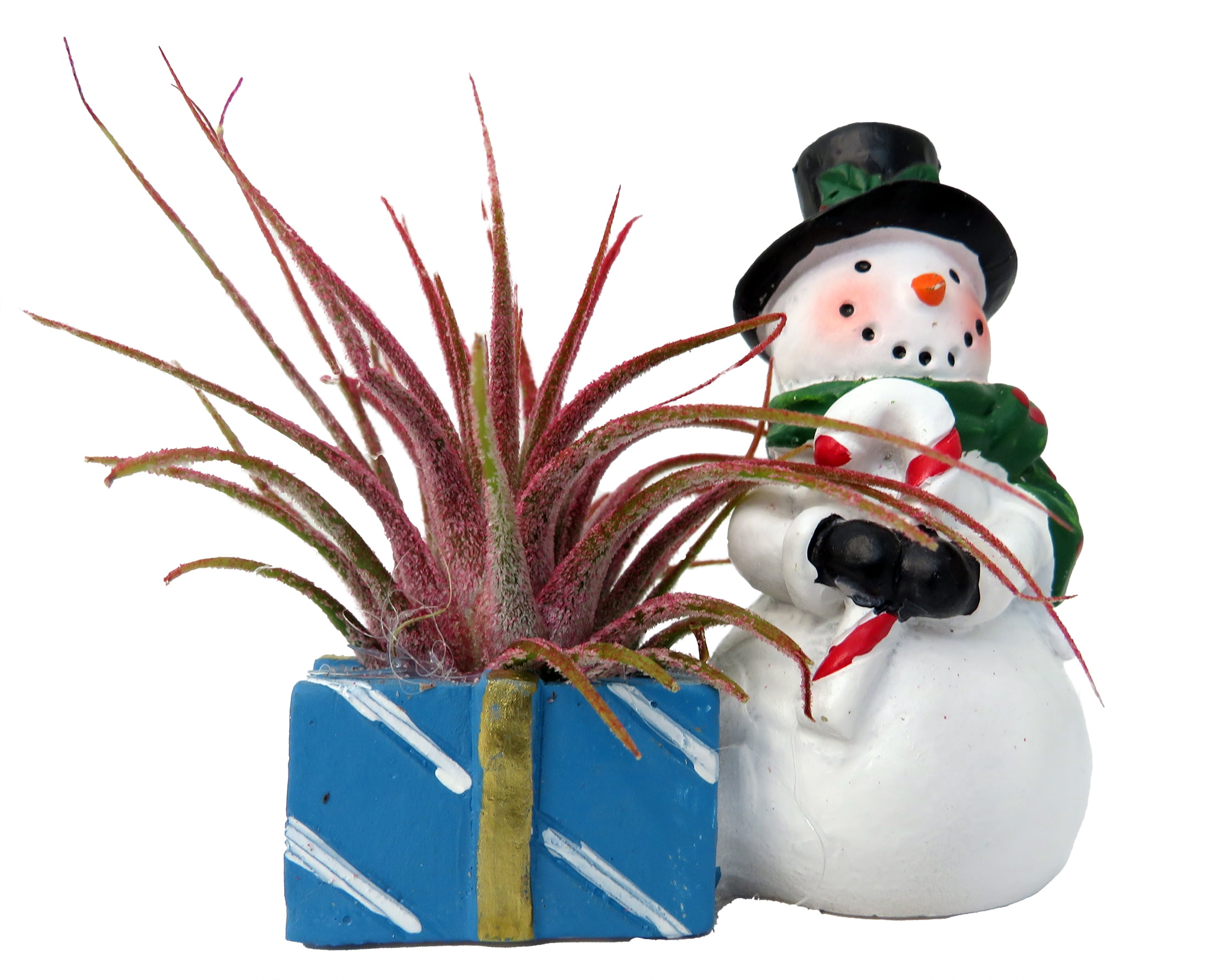 Ceramic Snowman with Candy Cane Planter plus Live Air Plant ...