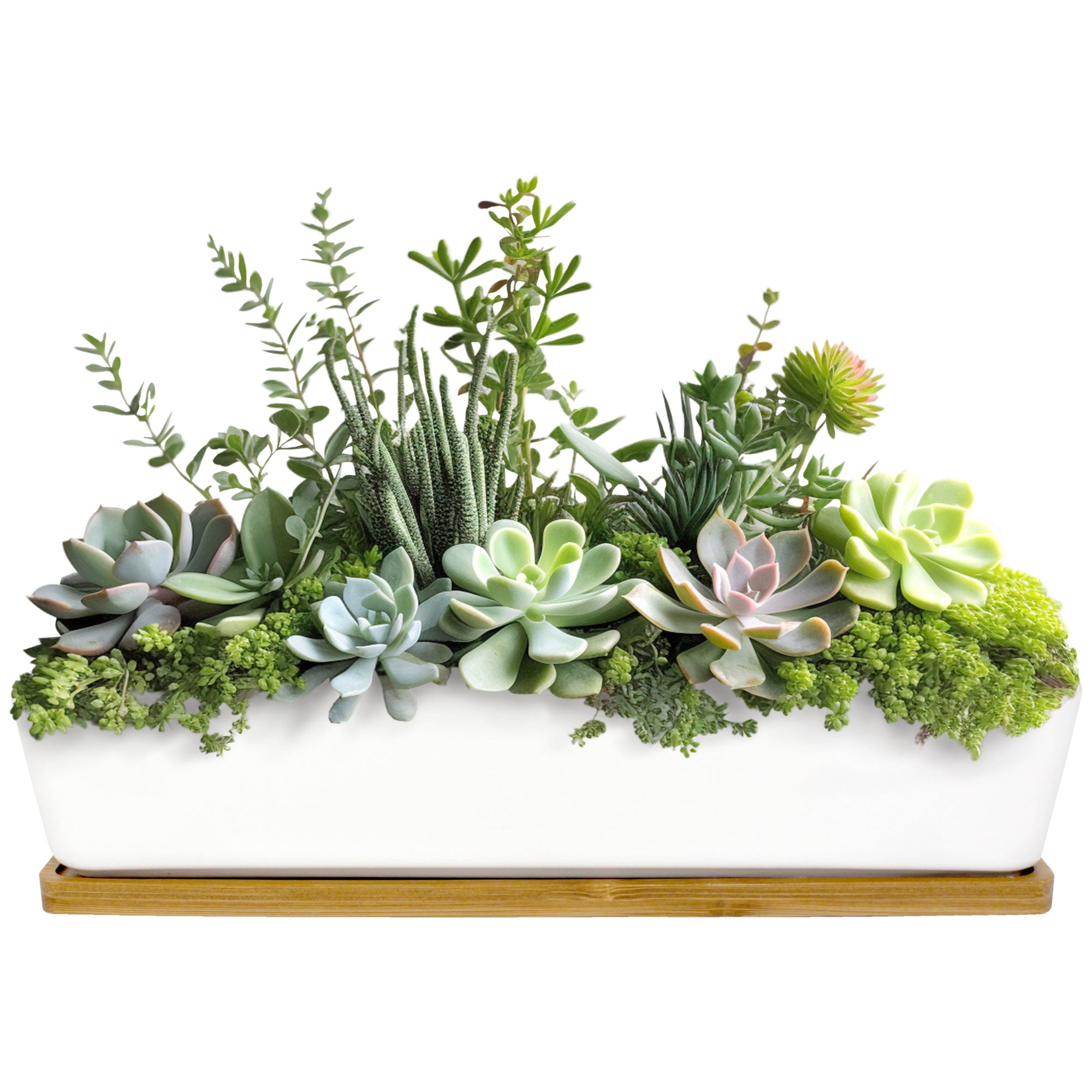 Ceramic Succulent Planter - 11" Long Rectangle Pot with Bamboo Tray ...