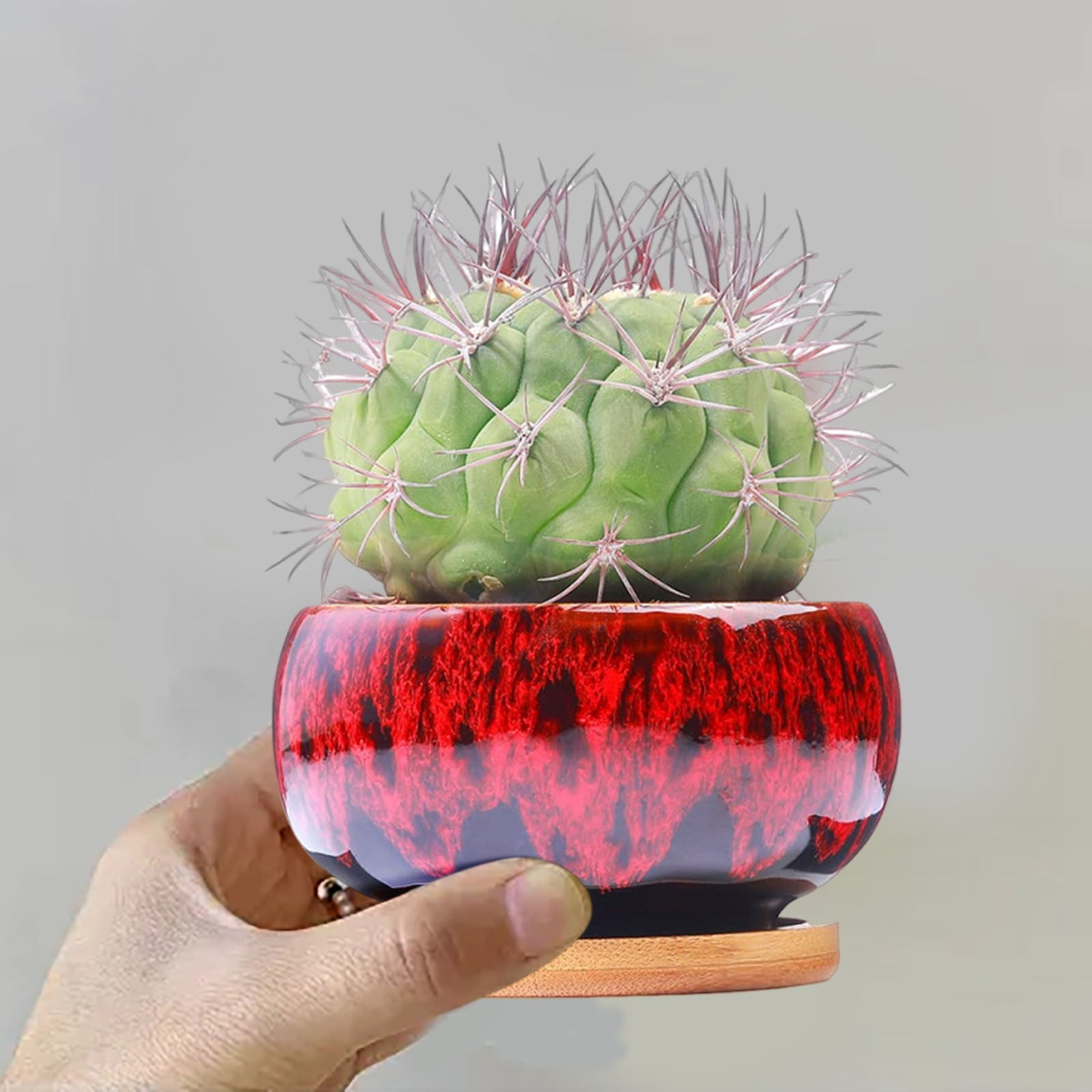 Ceramic Succulent Pots with Drainage Hole & Attached Saucer, Glazed ...