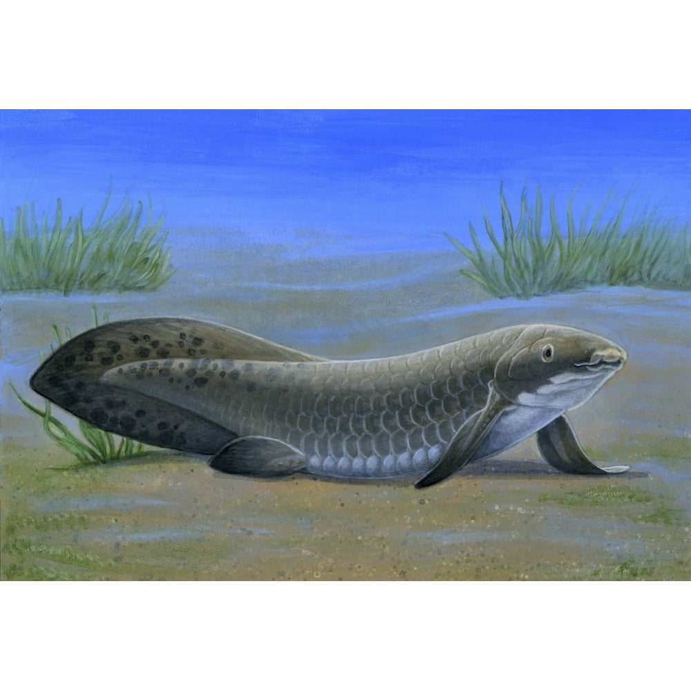 Ceratodus an ancient lungfish that lived during the Triassic period ...