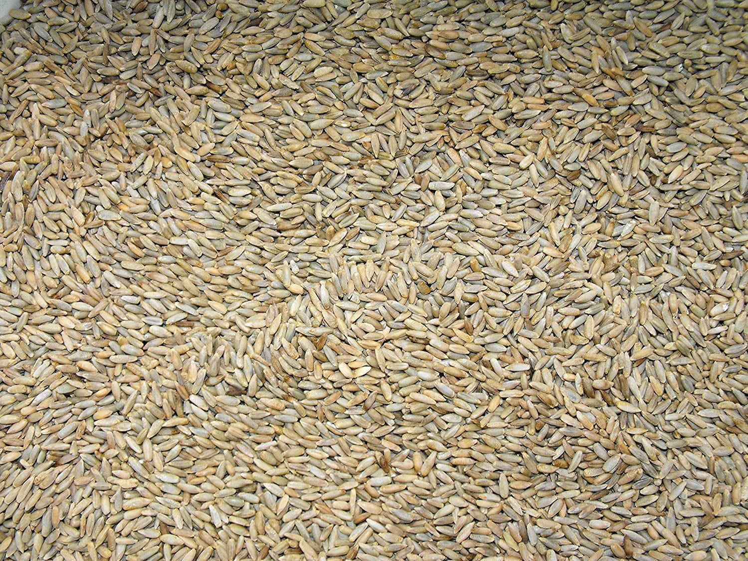Cereal Rye Grain Seeds Open Pollinated Cover Crop Forage Deer Plot Food (1 Pound) - Walmart.com