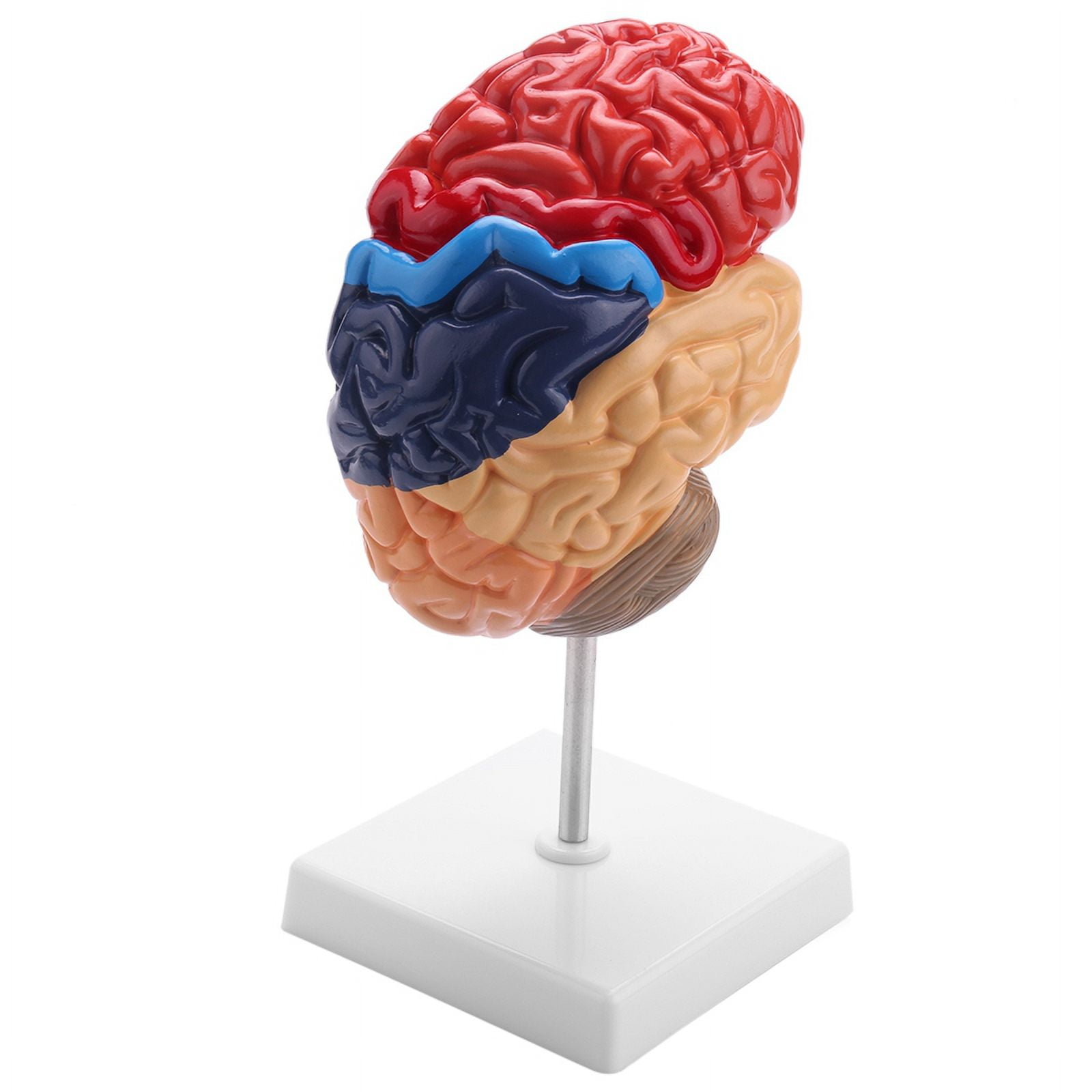 Cerebral Anatomical Model Anatomy 1:1 Half Brain Brainstem Teaching Lab ...