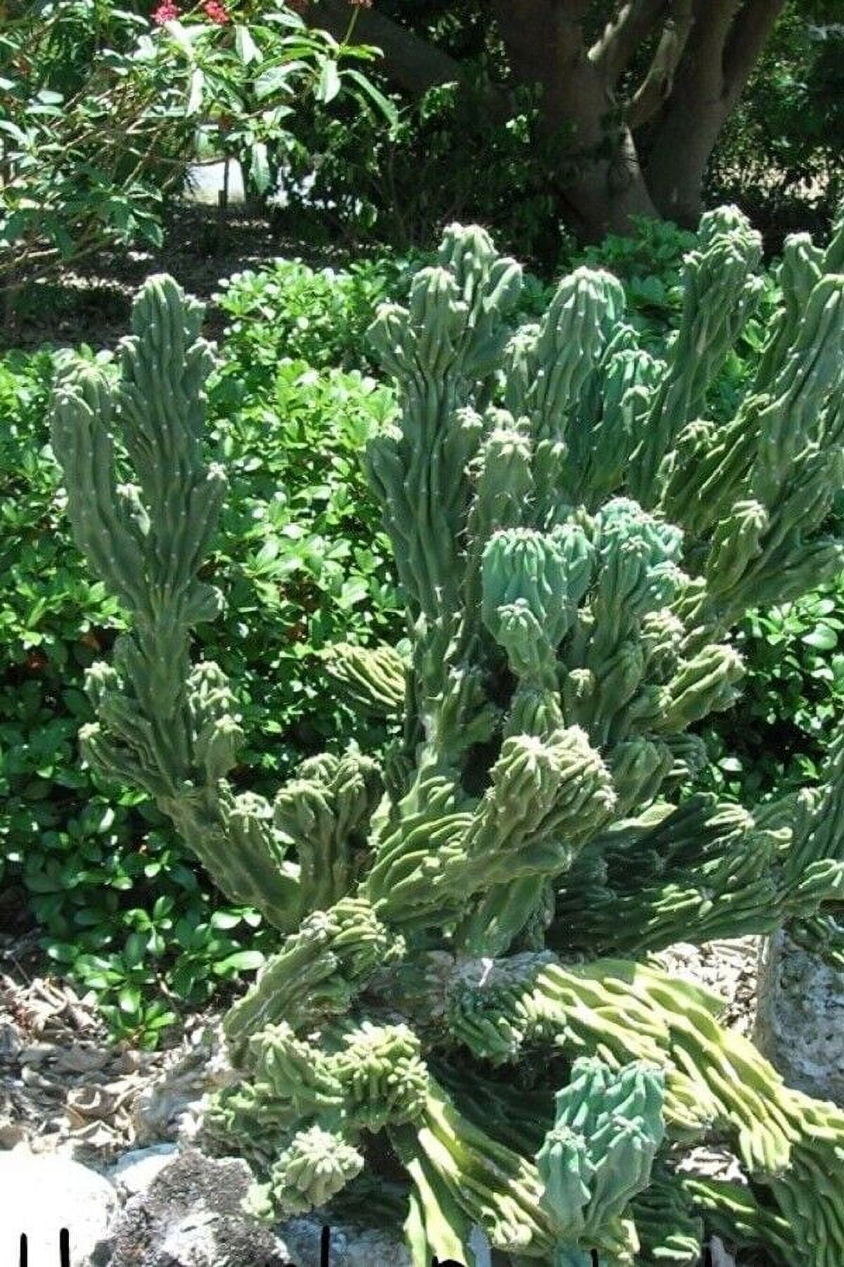 Cereus peruvianus Monstrose Well Root Plant, Easy Care, Multiple ...