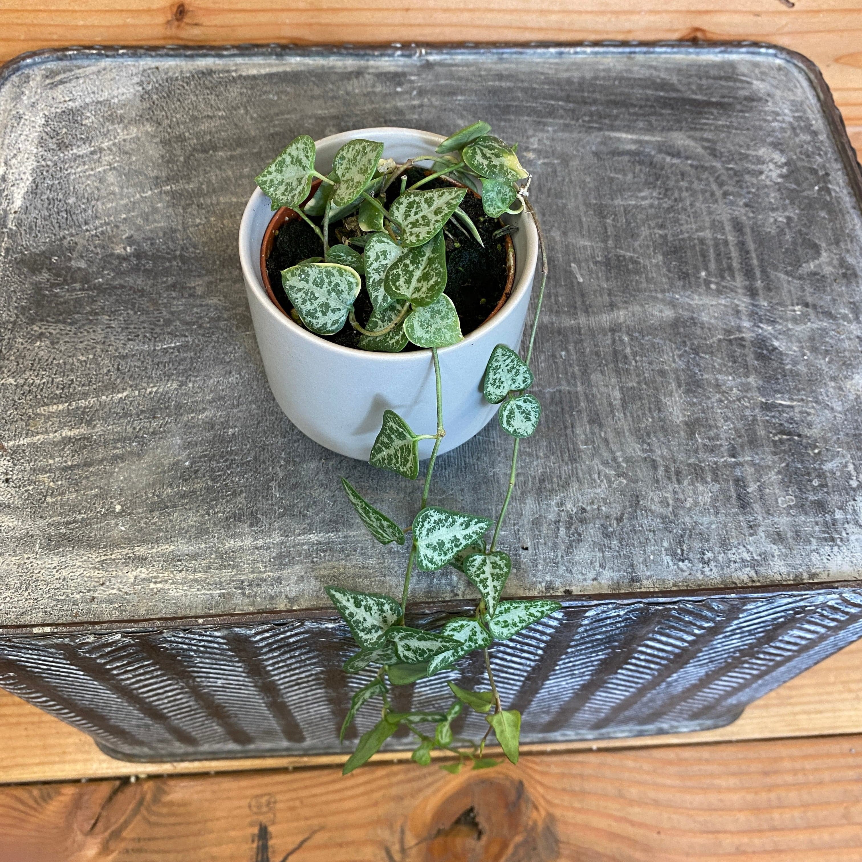 Ceropegia Woodii String of Arrows, 2" Plant, The Plant Farm - Walmart.com