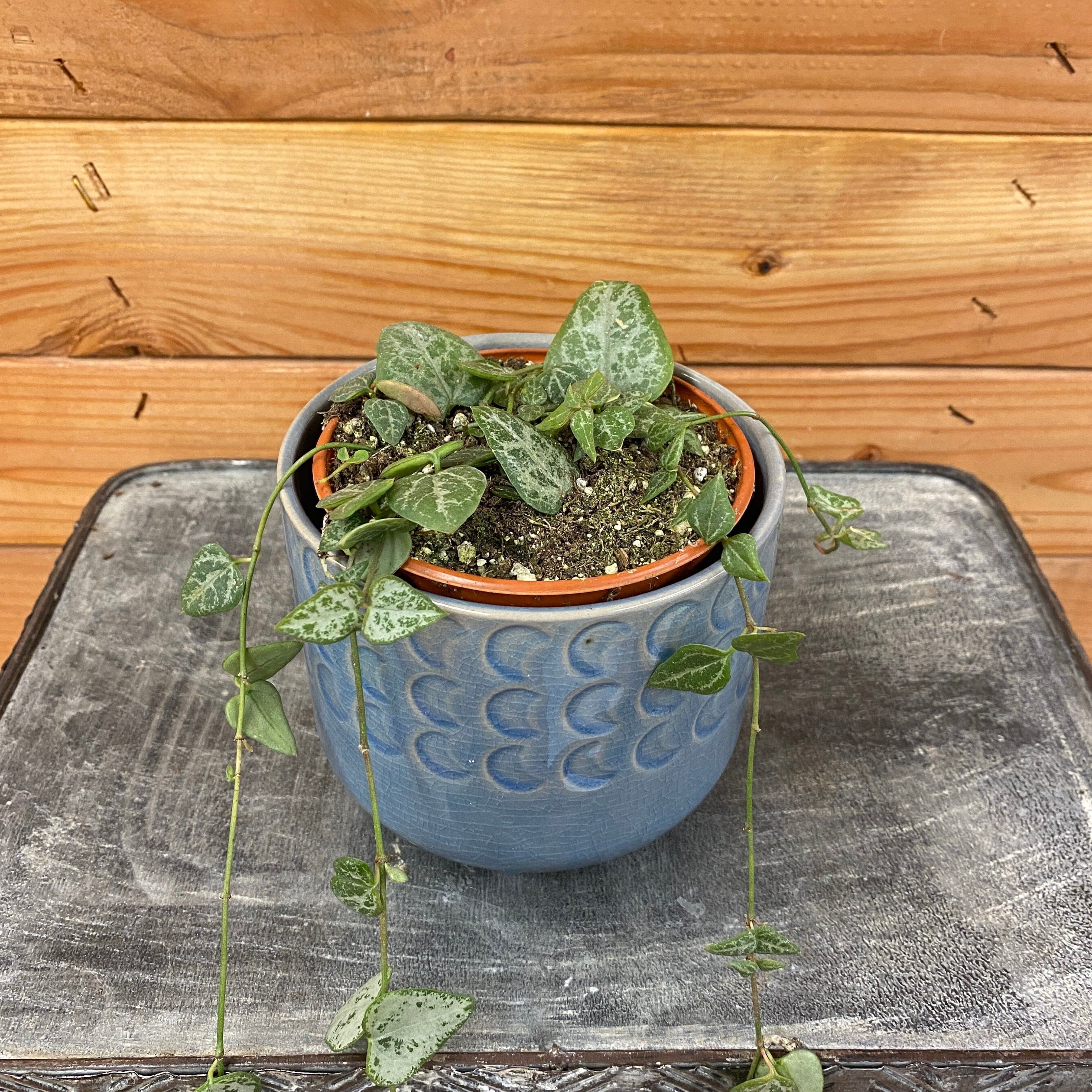 Ceropegia Woodii String of Arrows, 4" Plant, The Plant Farm - Walmart.com