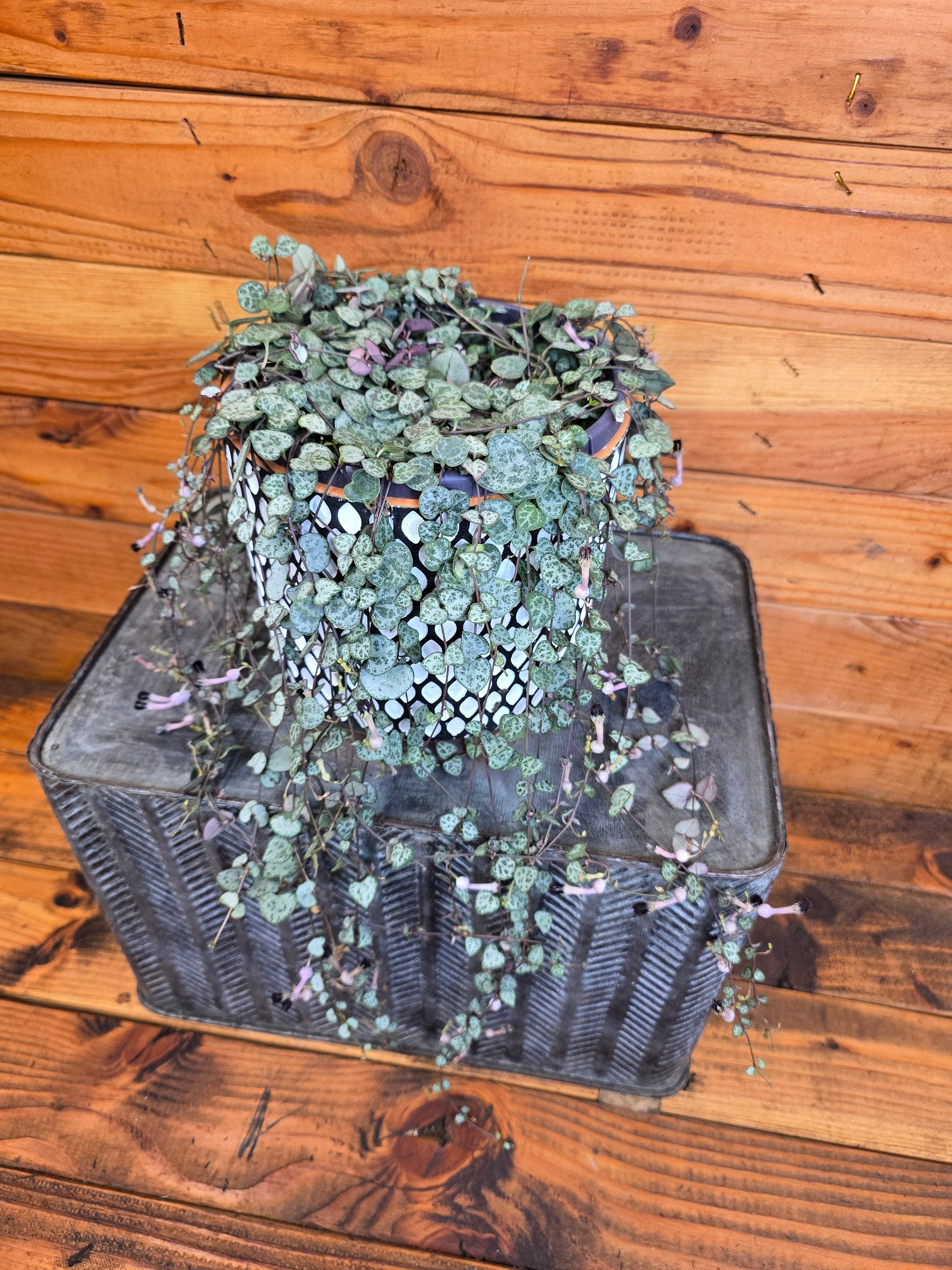 Ceropegia Woodii String of Hearts, 6" Plant, The Plant Farm - Walmart.com