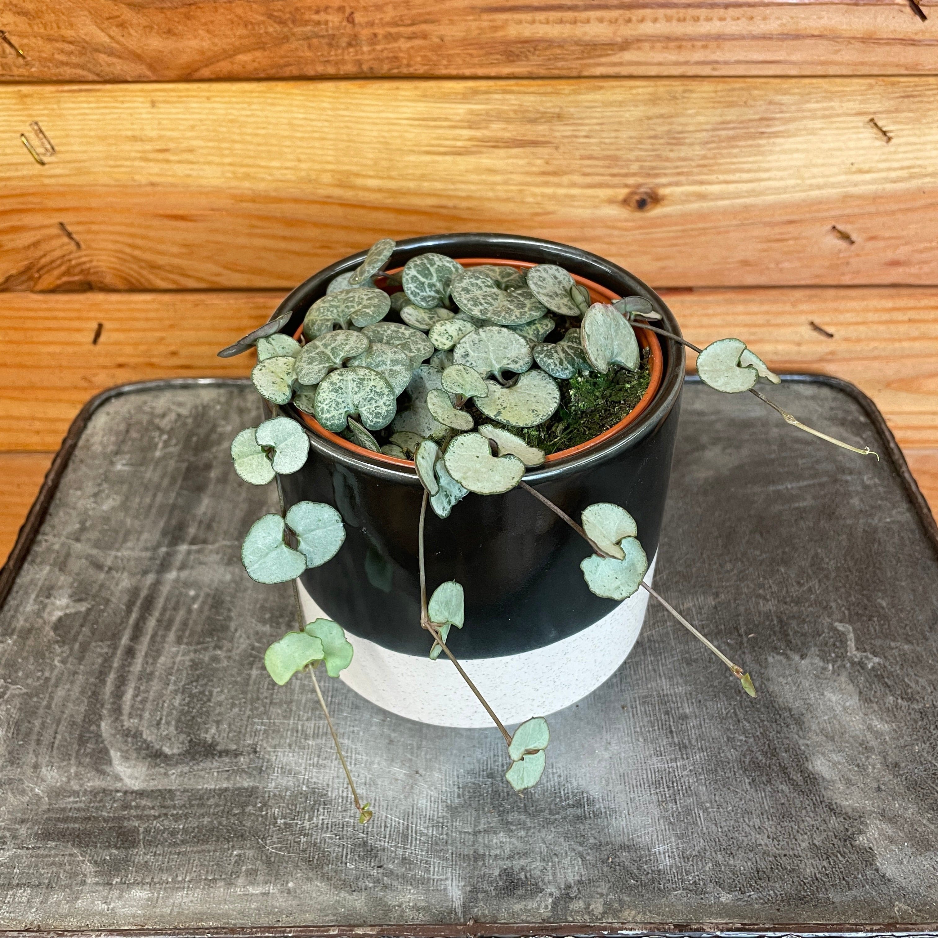 Ceropegia Woodii String of Hearts Silver Glory, 4" Plant, The Plant ...