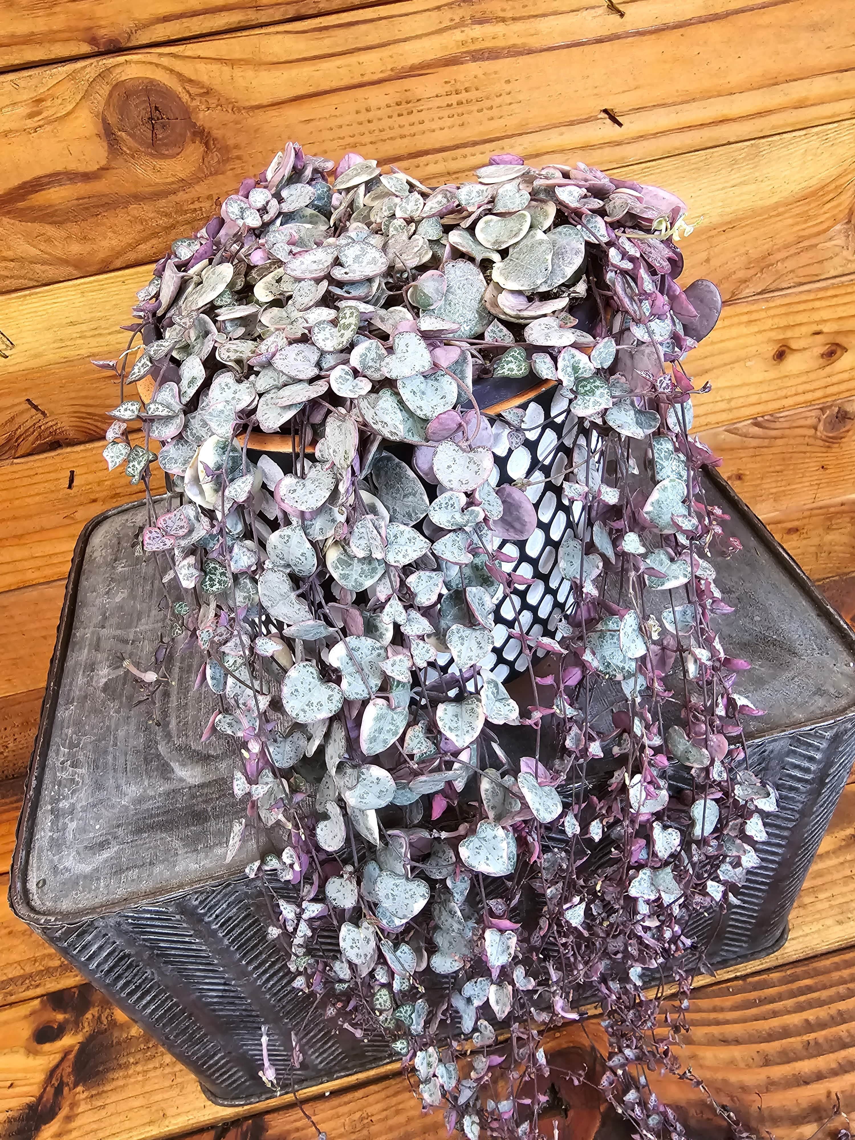 Ceropegia Woodii String of Hearts Variegated, 6" Plant - Walmart.com