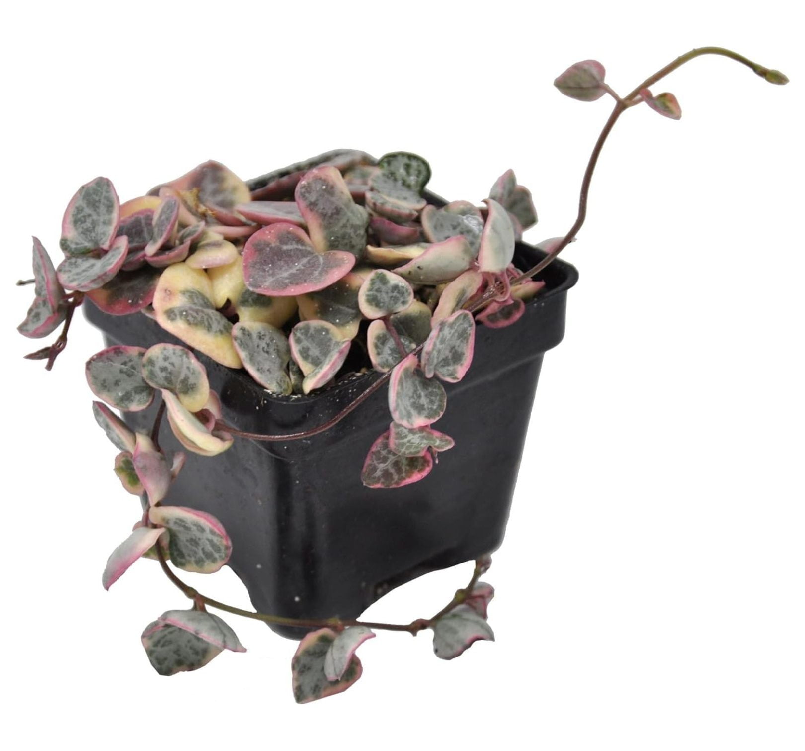 Ceropegia woodii x, String of Variegated, Variegated Rosary Vine ...
