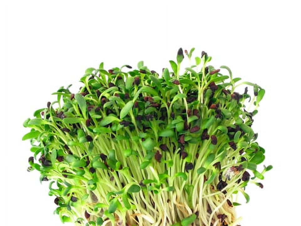 OrOlam Organic Alfalfa Sprouting Seed 4 Oz - High Germination for ...