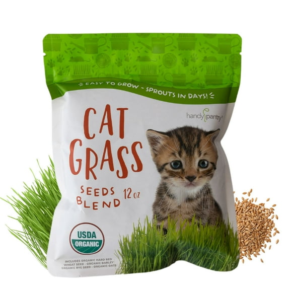 Cat Grass Seed