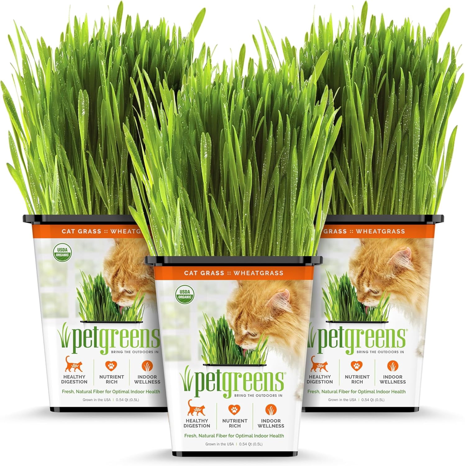Certified Organic Fresh Cat Grass 3-Pack. Natural Cat Treat - Walmart.com