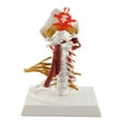 Cervical Spine Model Removable Human Spinal Nerves Model For Doctor