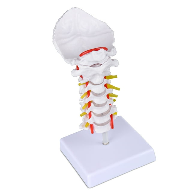 Cervical Spine Model with Cervical Vertebrae, Cervical Nerves ...