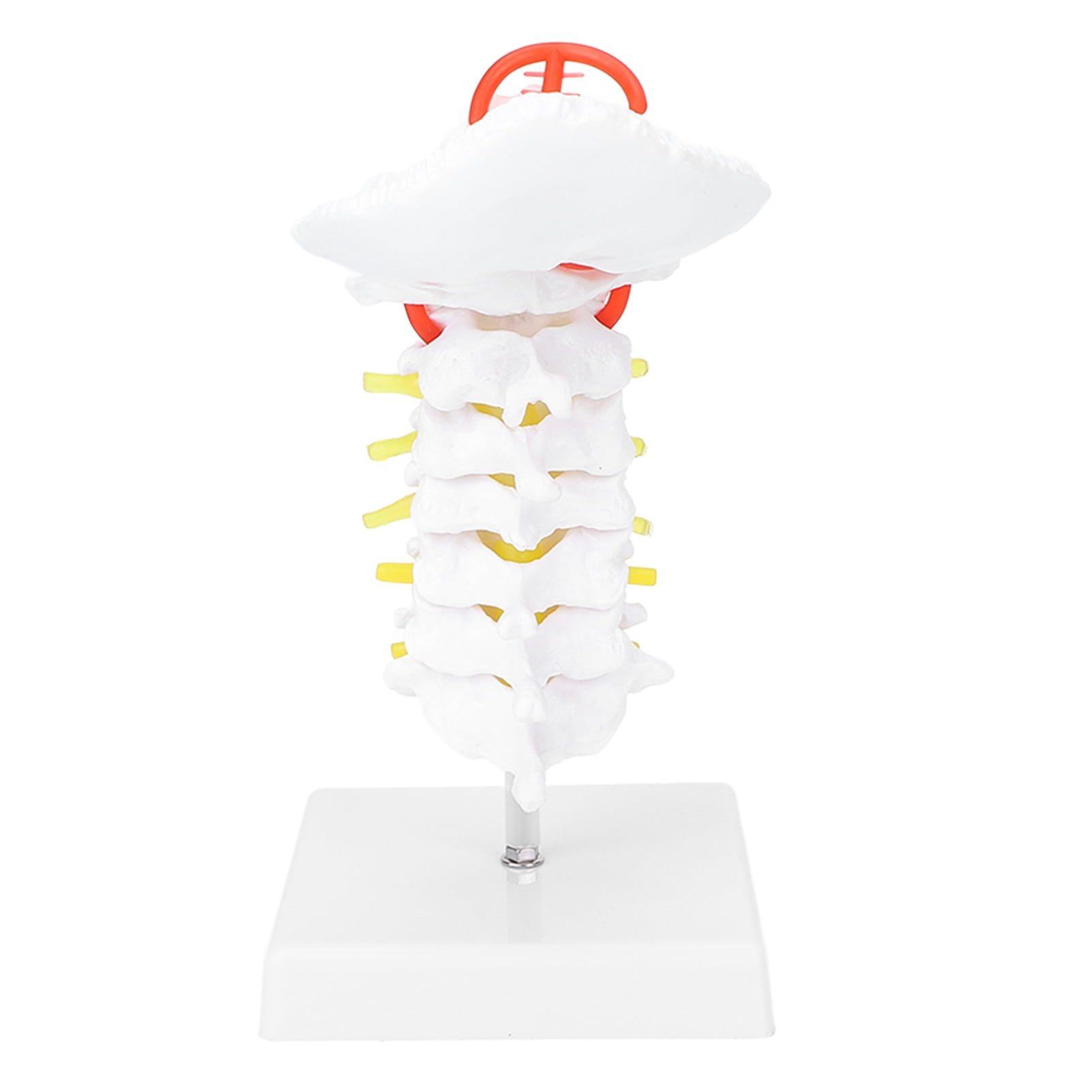 Cervical Vertebra Model Arteria Spine Spinal Nerves Anatomical Model ...