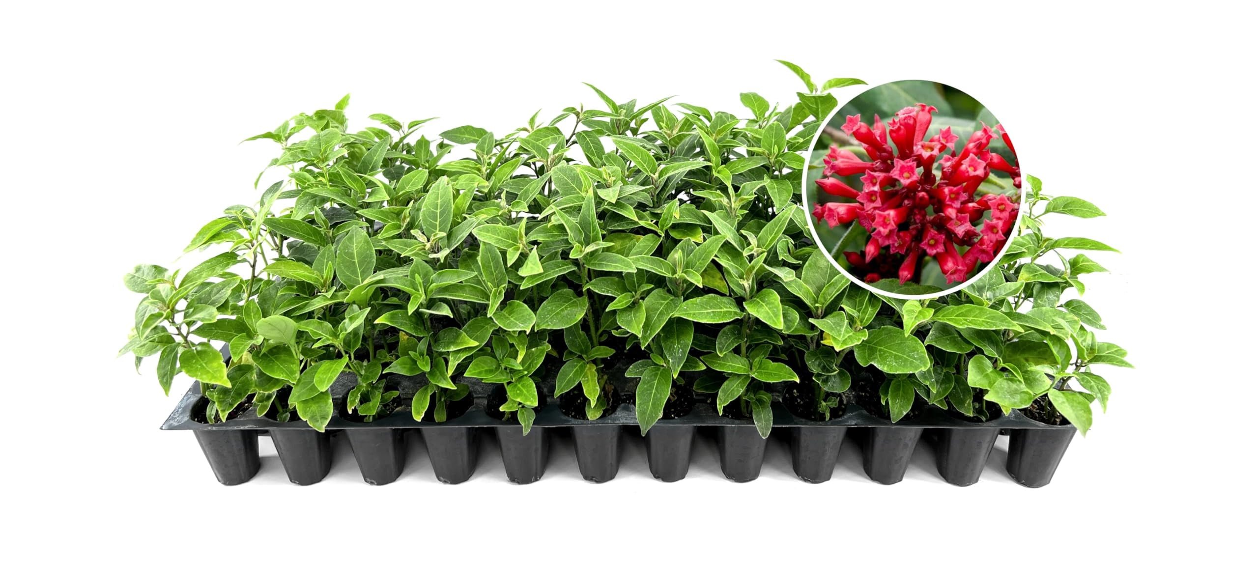 Cestrum Red | 10 Live Plants | Cestrum newellii | Red Tubular Blooms ...