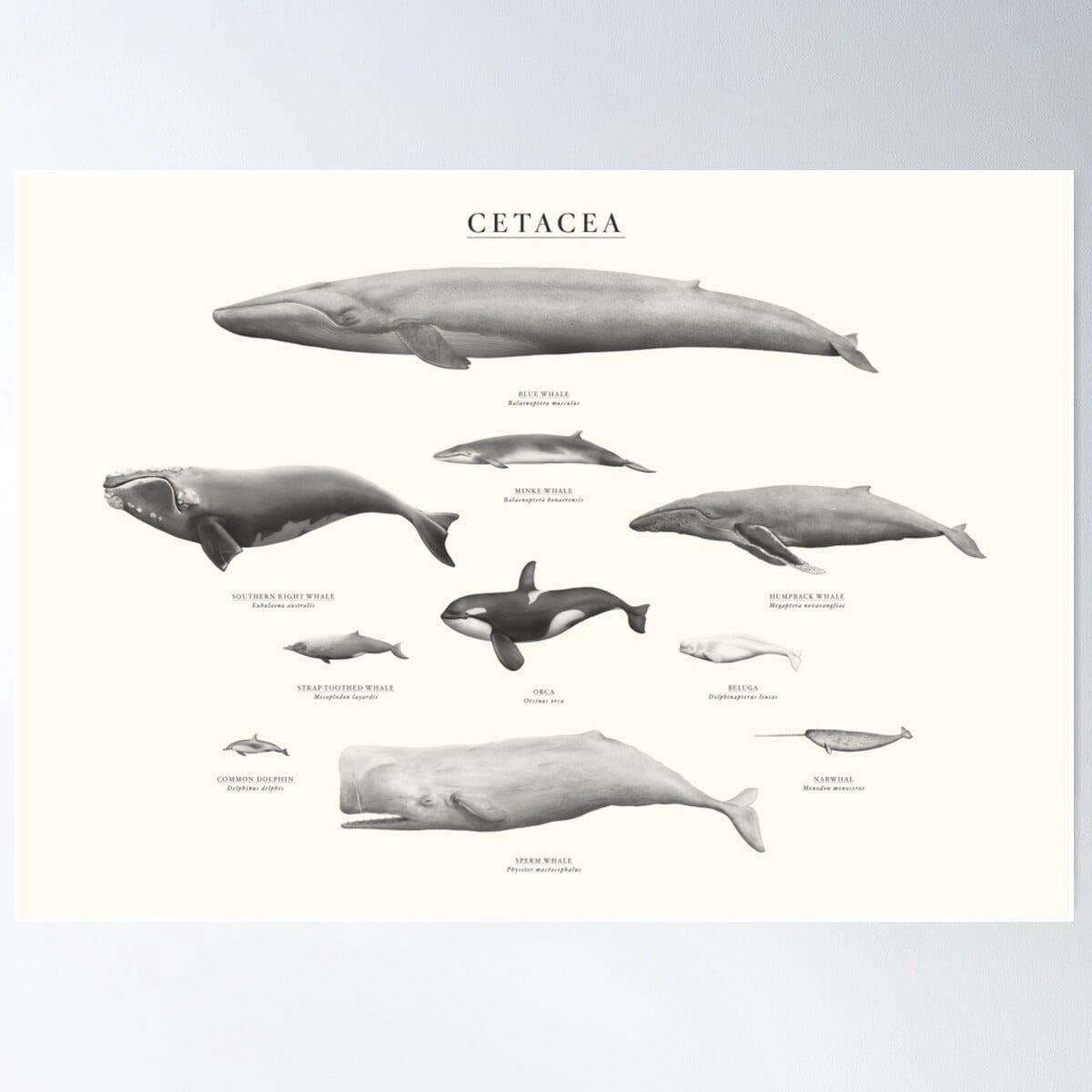 Cetacea Poster Wall Art, Modern Wall Decor For Living Room Bedroom ...